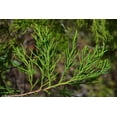 Southern Red Cedar Tree 3 Live Plants Juniperus virginiana Silicicola ...