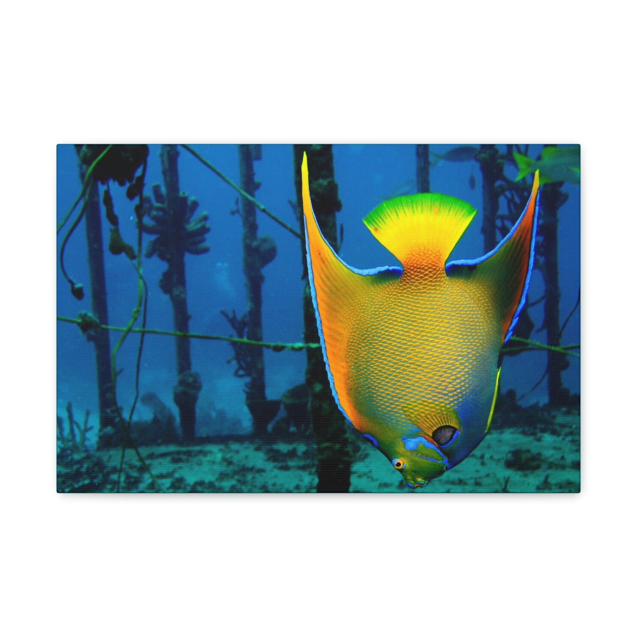 Funny Angel Fish Silly Angel Fish Outside Wall Art Ready to Hang ...