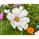 Seedville USA Cosmos Sea Shells Flower Seeds, 200 Seeds, White Pink ...