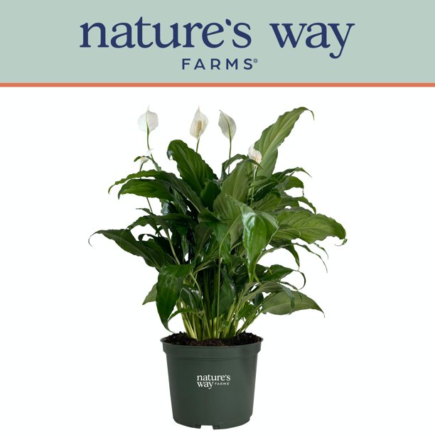 Nature's Way Farms Spathiphyllum Sweet Chico Live Plant (8-15 inches ...