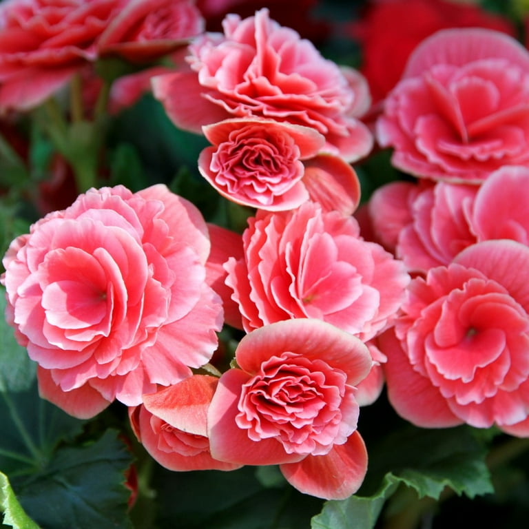 Pink Begonia