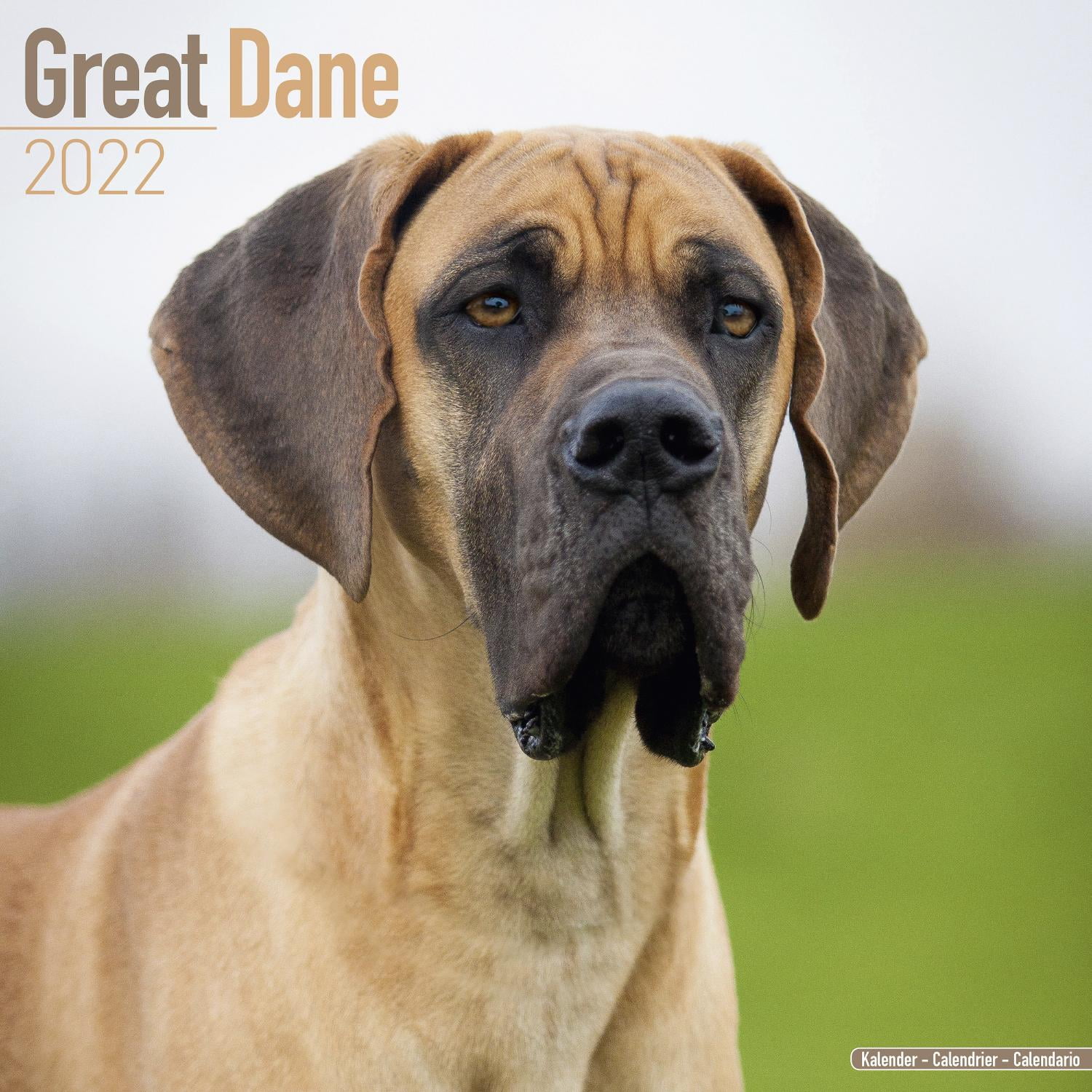 Great Dane Fridge Magnet Playing Card Dog Breeds Of The World Dogs ...