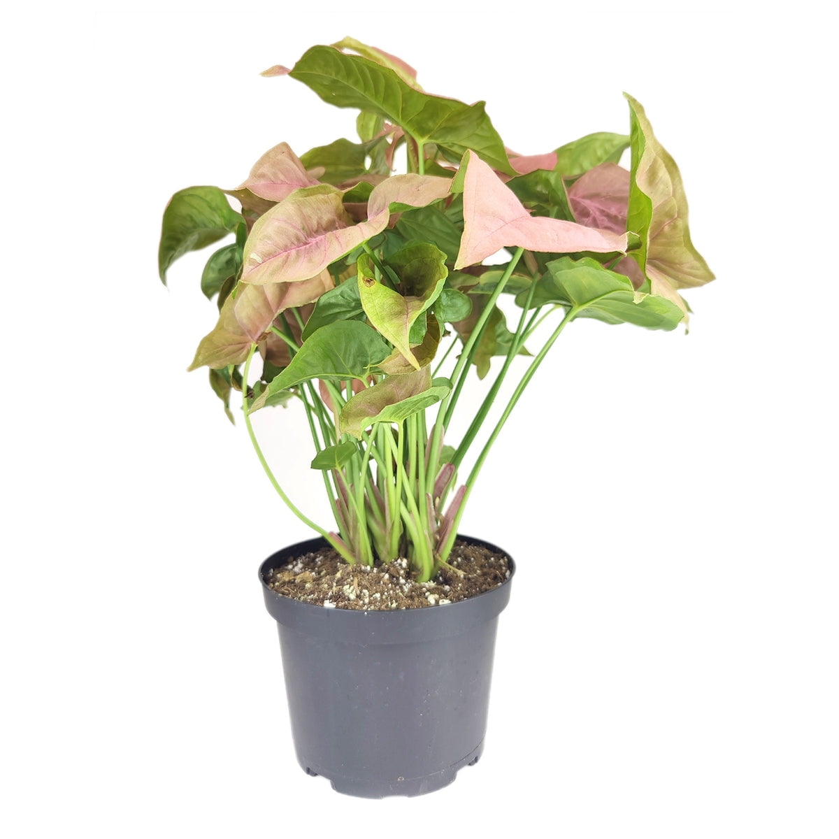 Arrowhead Houseplant