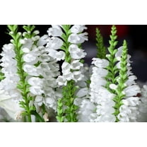 50 WHITE Showy OBEDIENT PLANT (False Dragon Head) Physostegia ...