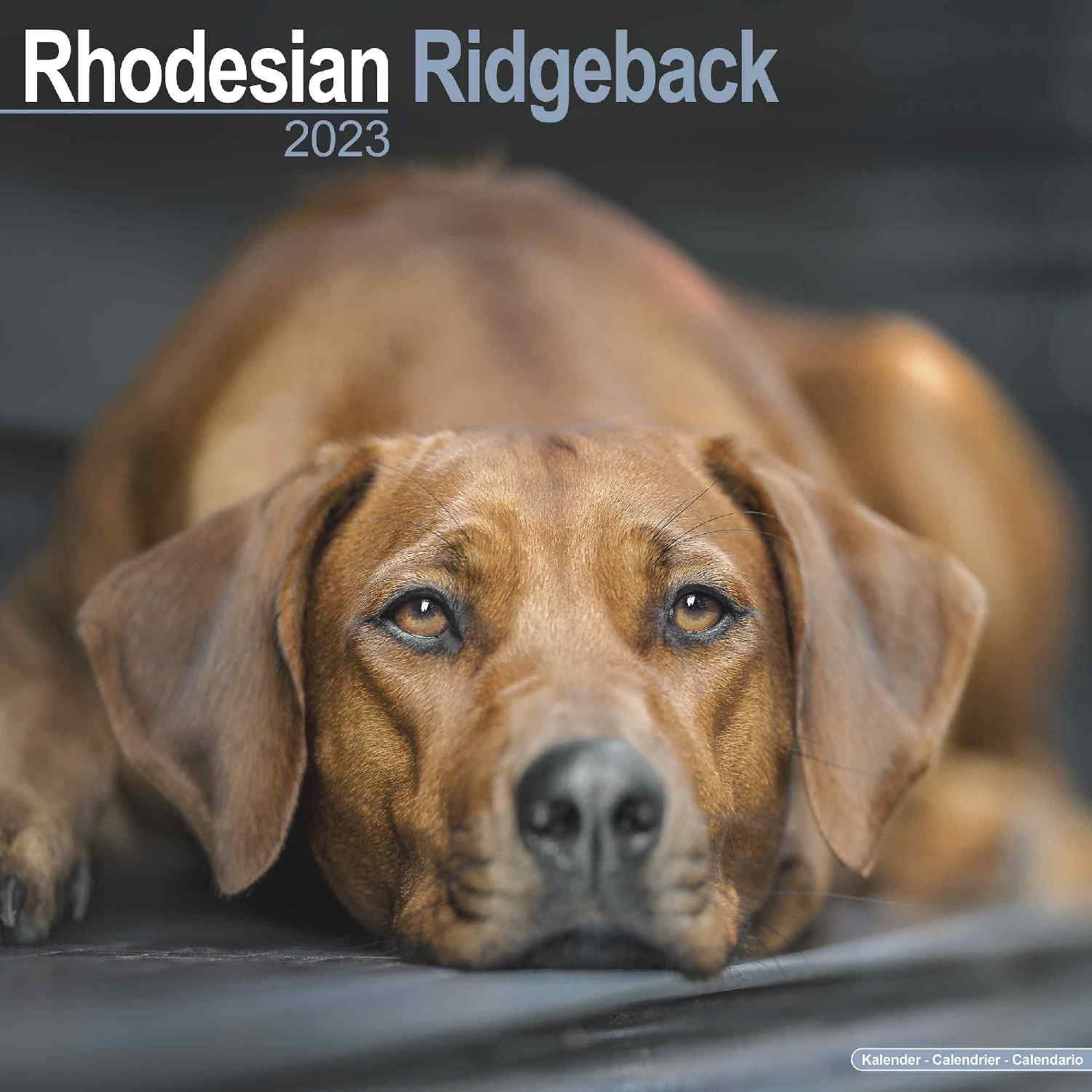 Can Rhodesian Ridgebacks Handle Cold Weather