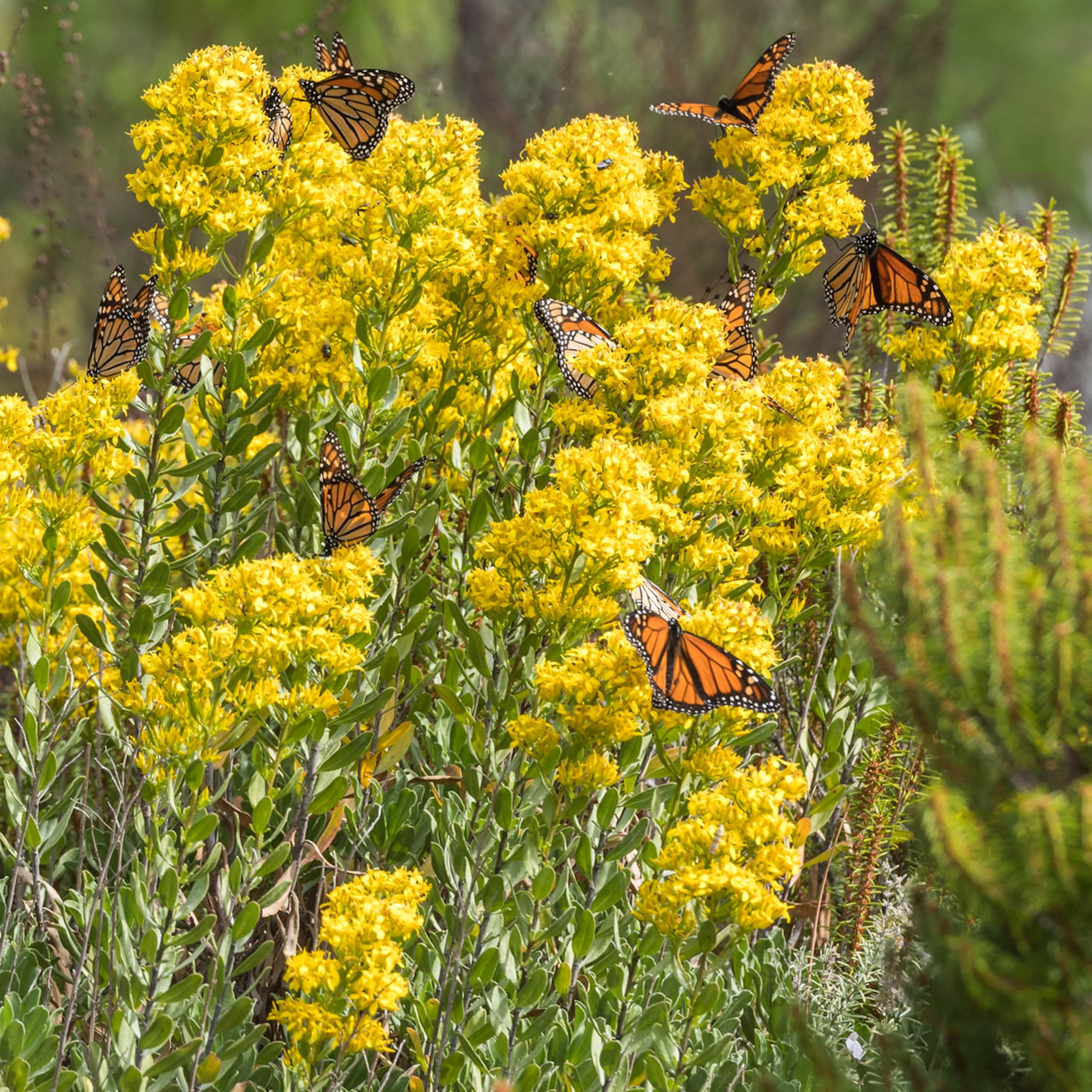 Earthcare Seeds Goldenrod Showy 1000 Seeds, Solidago Speciosa, Heirloom ...