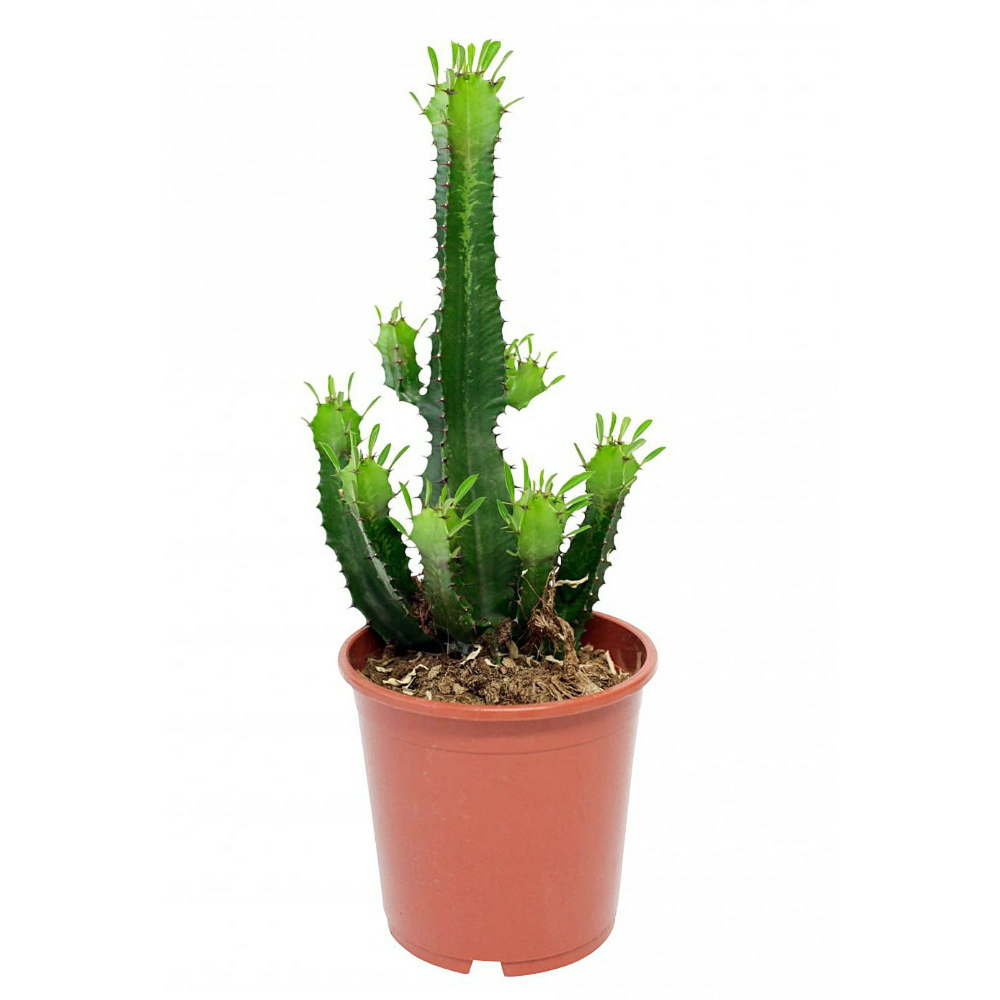 Euphorbiaceae Cactus