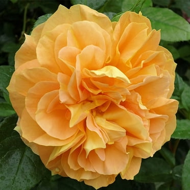 Polynesian Punch™ Floribunda Rose by Heirloom Roses - Live Rose Plants ...