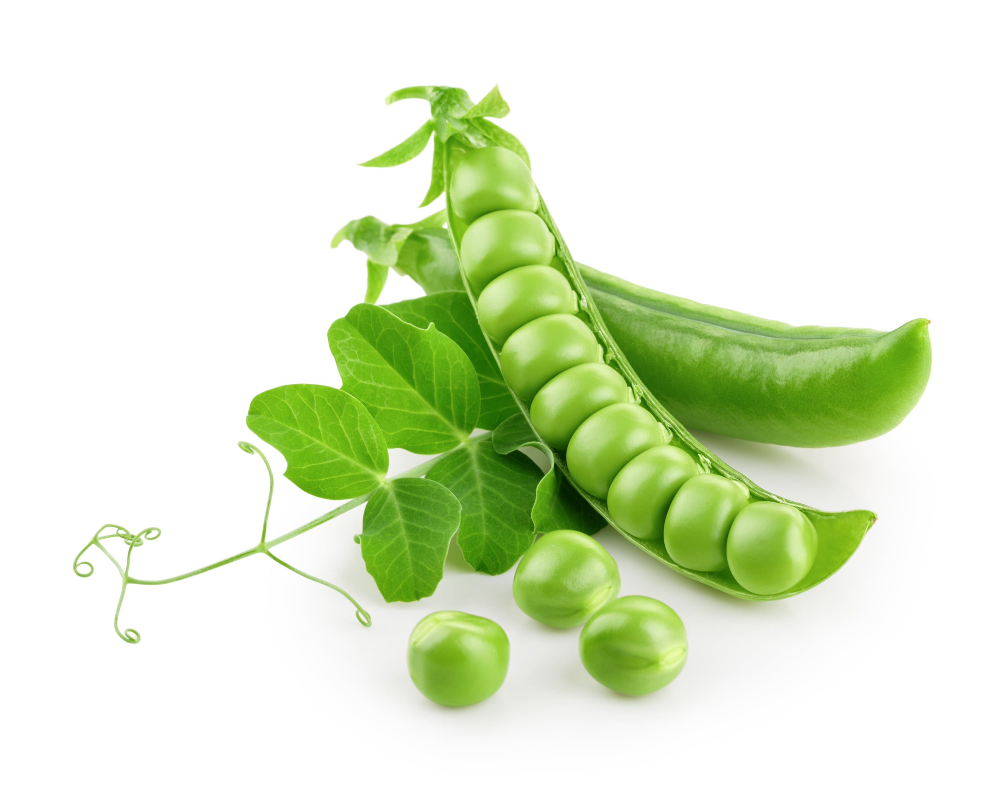 Earthcare Seeds - Pea Alaska Early Spring Bush 100 Seeds (Pisum Sativum ...