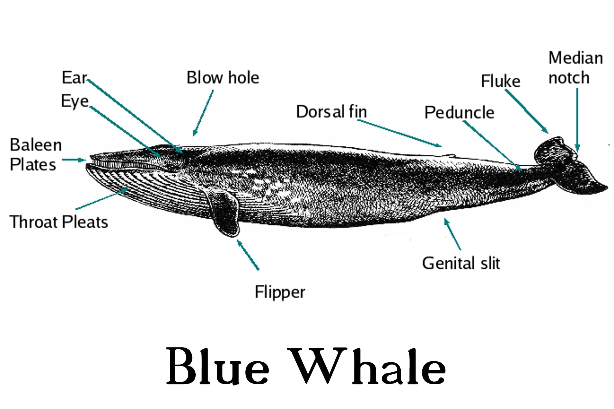 24x36 gallery poster, Features of a blue whale - Walmart.com