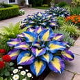 Rainbow Colorful Midnight Blue Hostas for Planting--(Non-Artificial ...