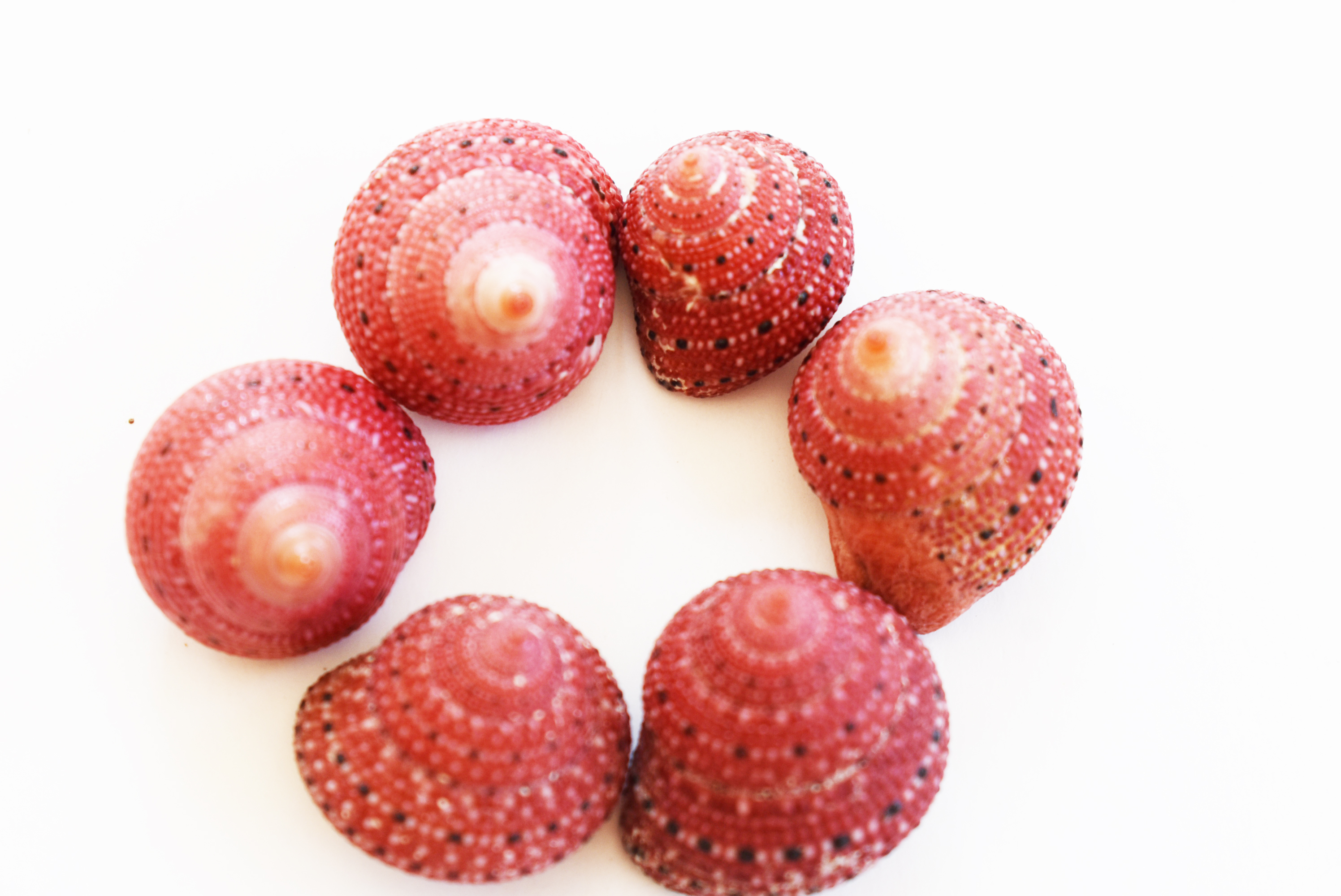 Set of 6 Rare Strawberry Top Shells (1/2-3/4") Seashells Ocean Arts ...