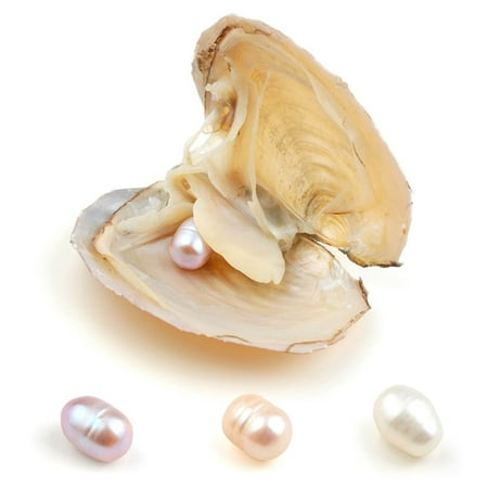 Open Clam With Pearl