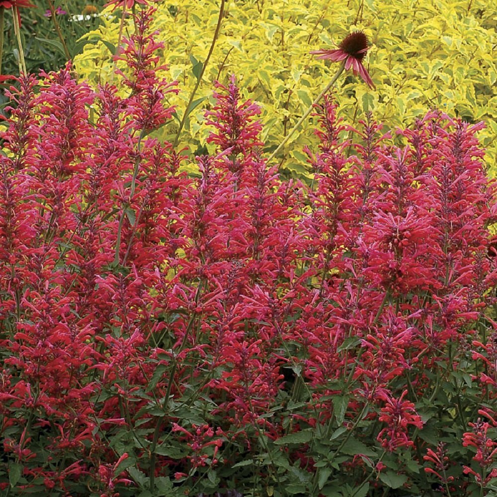 Coral Kudos Hummingbird Mint - Agastache - Anise Hyssop -Live Plant ...