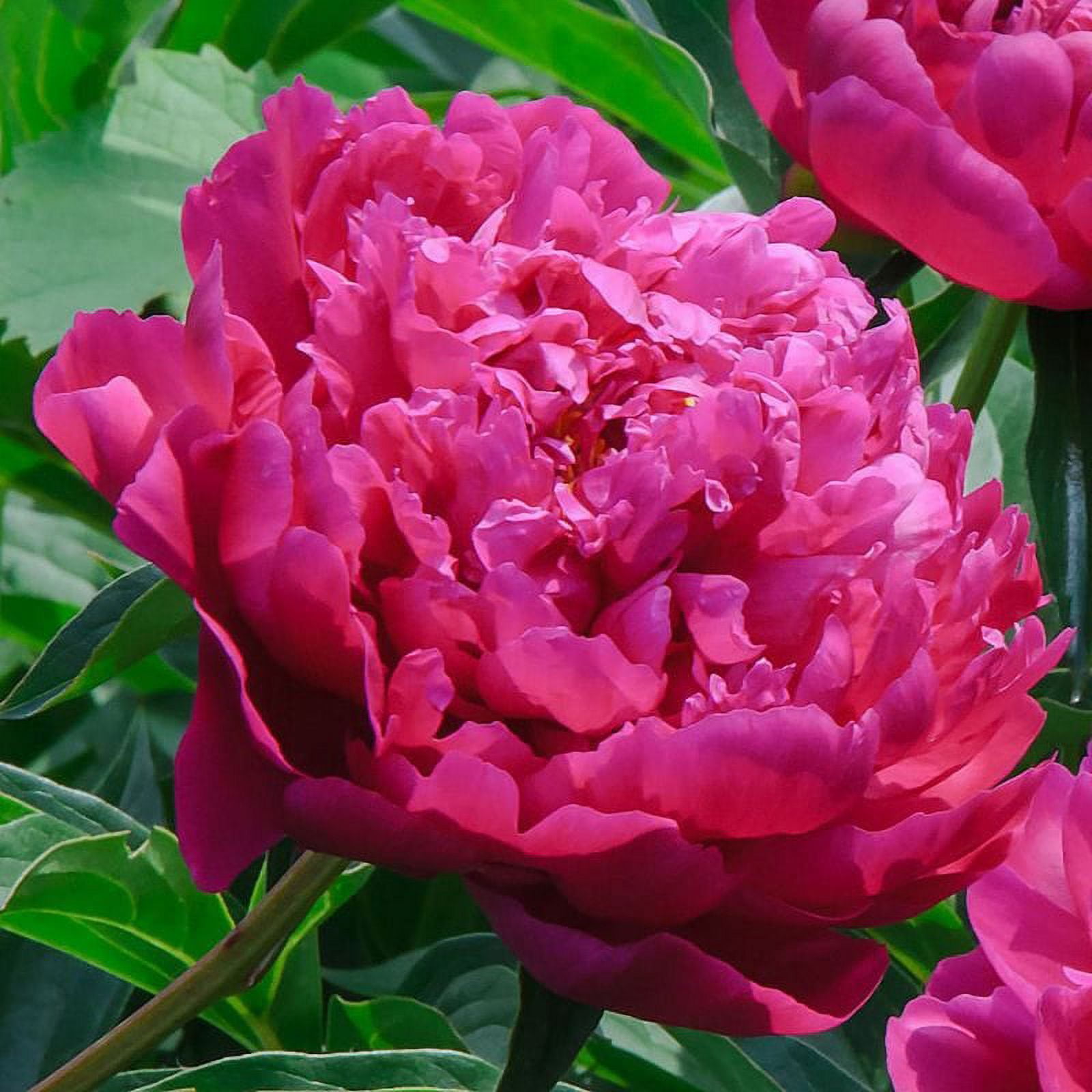 Paeonia Karl Rosenfield