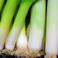 Giant Musselburgh Leek Seeds 100ct - Hardy Winter Leek with Huge Stalks ...