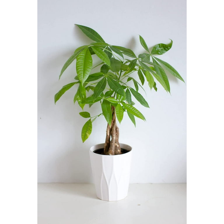 Money Plant Tree