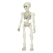 Bobomoti 70cm Halloween Skeleton Decoration, Life Size Posable Skeleton ...