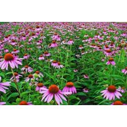 Prairie Splendor Coneflower - Echinacea - Quart Pot - Walmart.com