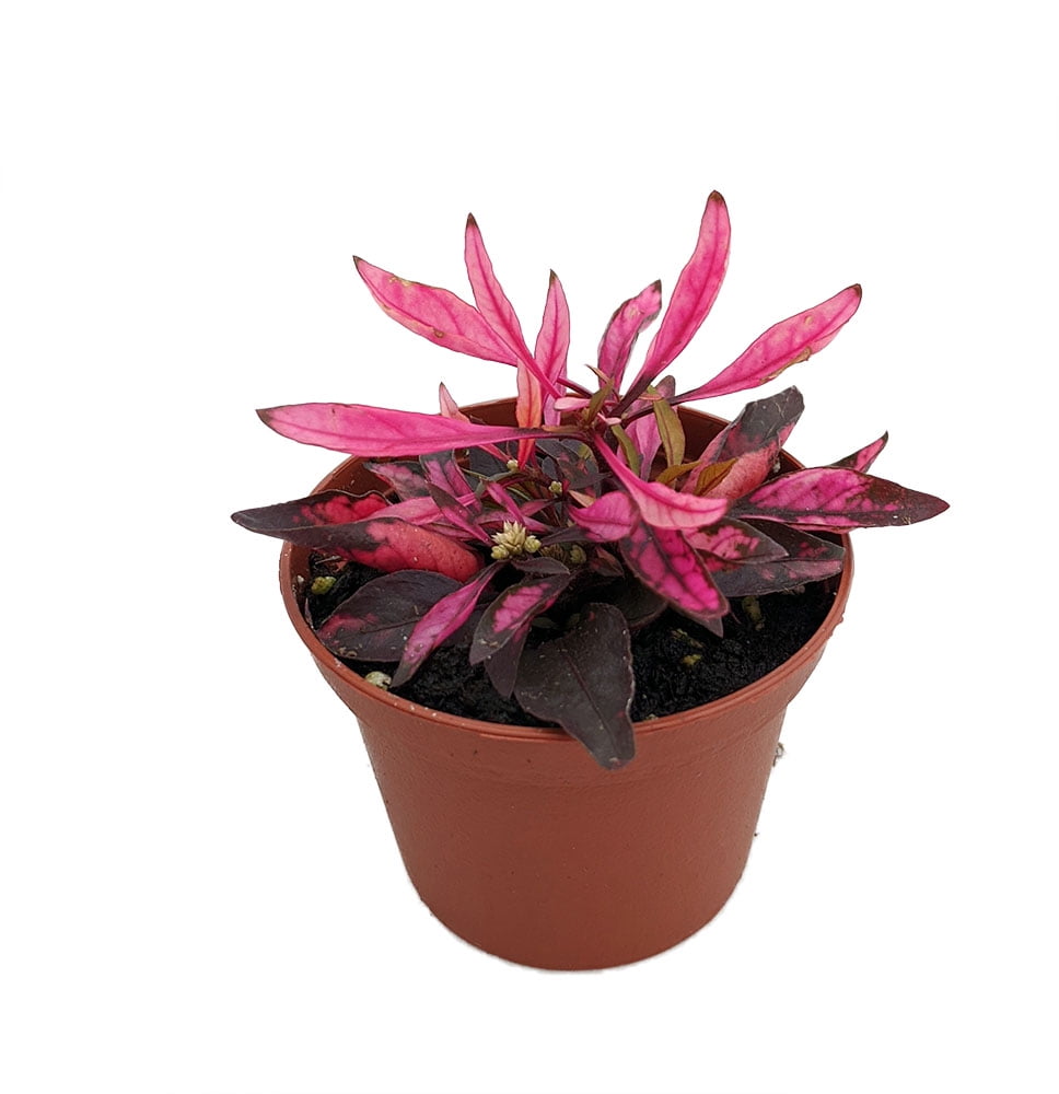 Biblical Red St. Joseph's Coat Plant -Alternanthera- Easy Houseplant ...