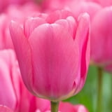 Pink Impression Tulip Bulbs for Planting - Grow Perennial Tulips (20 ...