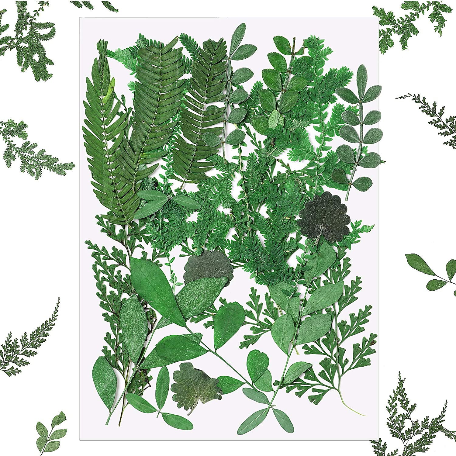 pressed leaves for crafting dried green leaves natural leaves dried ...