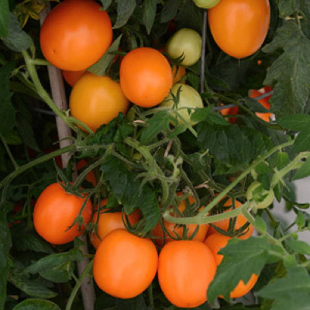 Sunrise Sauce Tomato - 10 Seeds - Orange Roma/Paste Tomato - Walmart.com