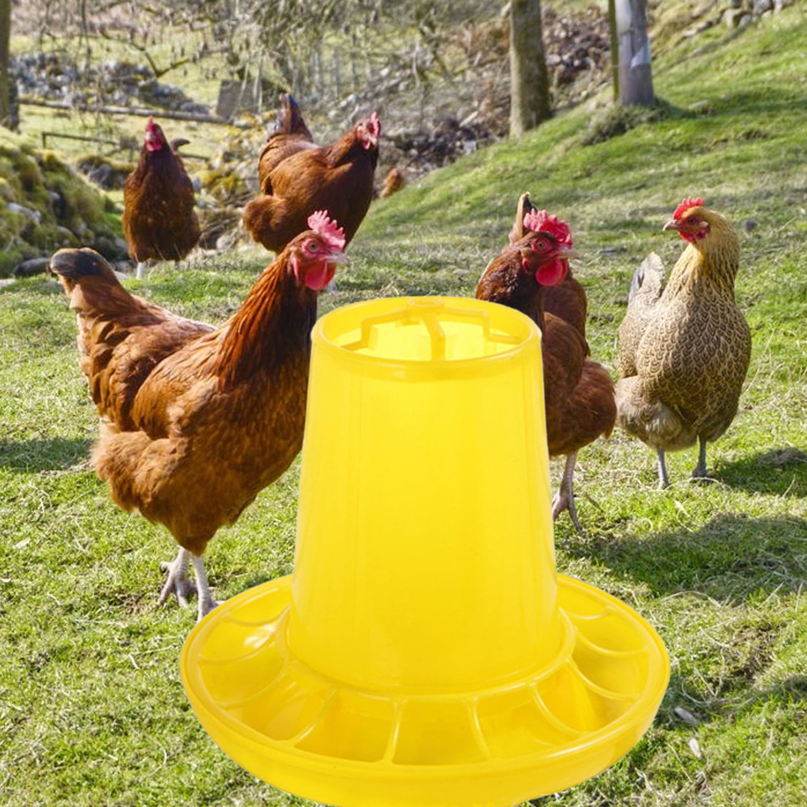 Happy Date Poultry Feeder Chicken Feed, Free Range Hanging Chicken ...