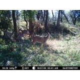 Wildgame Innovations Acorn Rage Deer Hunting Attractant Feed, 16 Lb ...