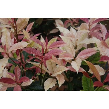 Fragrant Princess Dwarf Tea Olive ( 'Kaori Hime' osmanthus ) - Live ...