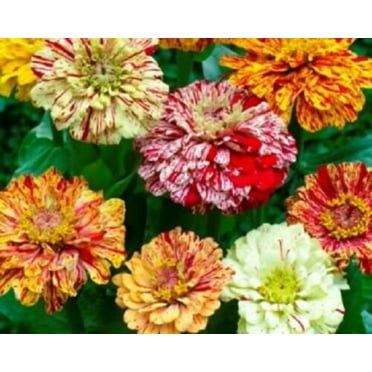 50 Pack, Carousel Mix Zinnia Elegans, Bicolor Flower Seeds in Mixed ...