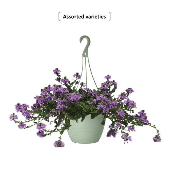 Hanging Baskets | Walmart Canada