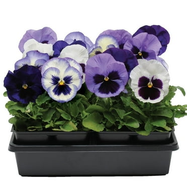 Pansy Seeds - Rococo Mix - Packet - Mixed Flower Seeds, Open Pollinated ...