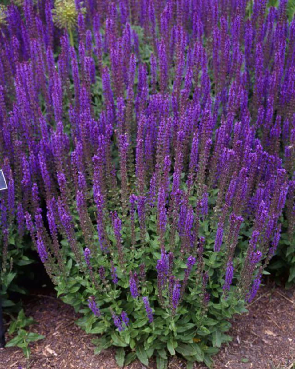 East Friesland Salvia - Meadow Sage - Deep Blue - DWARF - Quart Pot ...