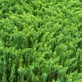 Live Shrub 1 gal Juniper 'Blue Pacific' with Full Sunlight - Walmart.com