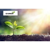 Bladder Campion (50 Seeds) - Silene vulgaris - Walmart.com