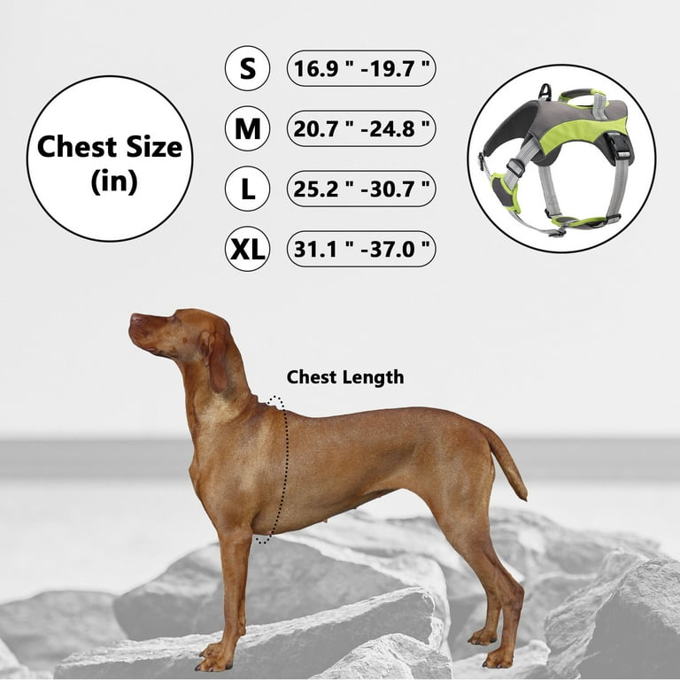 Rhodesian Ridgeback Size Chart