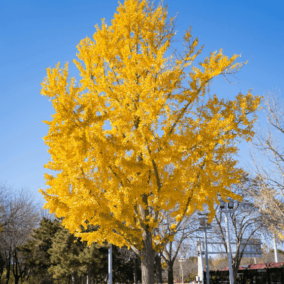 Meyer Lemon Tree Live Plant, 3 to 4 Inch Tall Including Pot, Starter ...