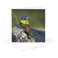 3drose, Painted Bunting Bird, Hill Country, Texas - Na02 Rnu0221 - Rolf ...