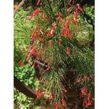Firecracker Red 1 Extra Large 3 Gallon Plant Unspecified Botanical Name ...