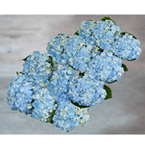 Arabella Bouquets, 12 Farm-Fresh Blue Hydrangea, Fresh-Cut Flowers ...