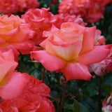 Heirloom Roses Rose Bush - Octoberfest™ Grandiflora Rose Plant ...
