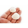 1 LB (80) White Ark Shells Seashells (1"-1 1/2") Beach Wedding Hobby ...