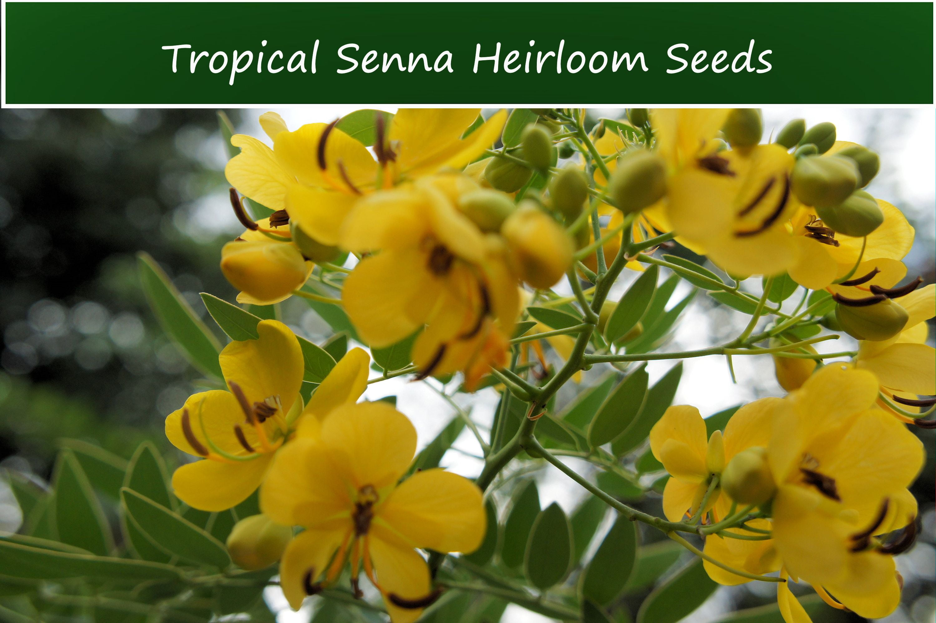 Tropical Seeds - Senna Alexandrina- 10 Seeds -Tropical Ornamental ...