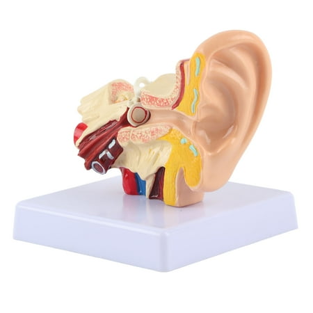 Ear Model Anatomy, Professional Multi Structure Anatomy Model ...