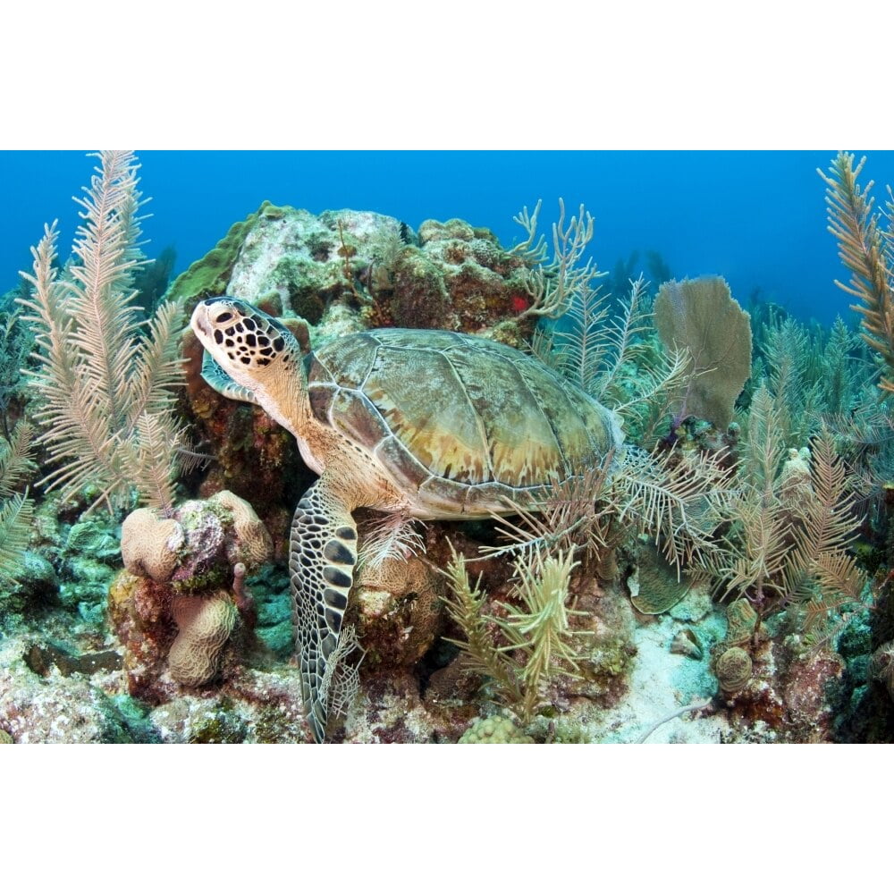 Green sea turtle on Caribbean reef Poster Print - Walmart.com - Walmart.com