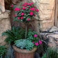 Brighter Blooms - Knock Out¬Æ Rose Tree, 3-4 ft, Multi-Seasonal Blooms ...