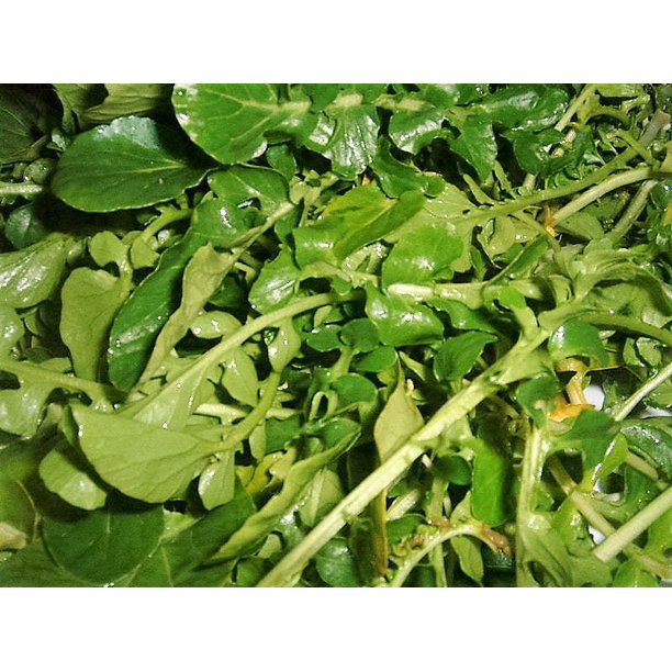 1500 WRINKLED CRINKLED CRESS Garden Lepidium Sativum Greens Vegetable ...