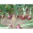 TomorrowSeeds, Ruby Red Onion Seeds, 1000+ Count for 2026 Planting ...