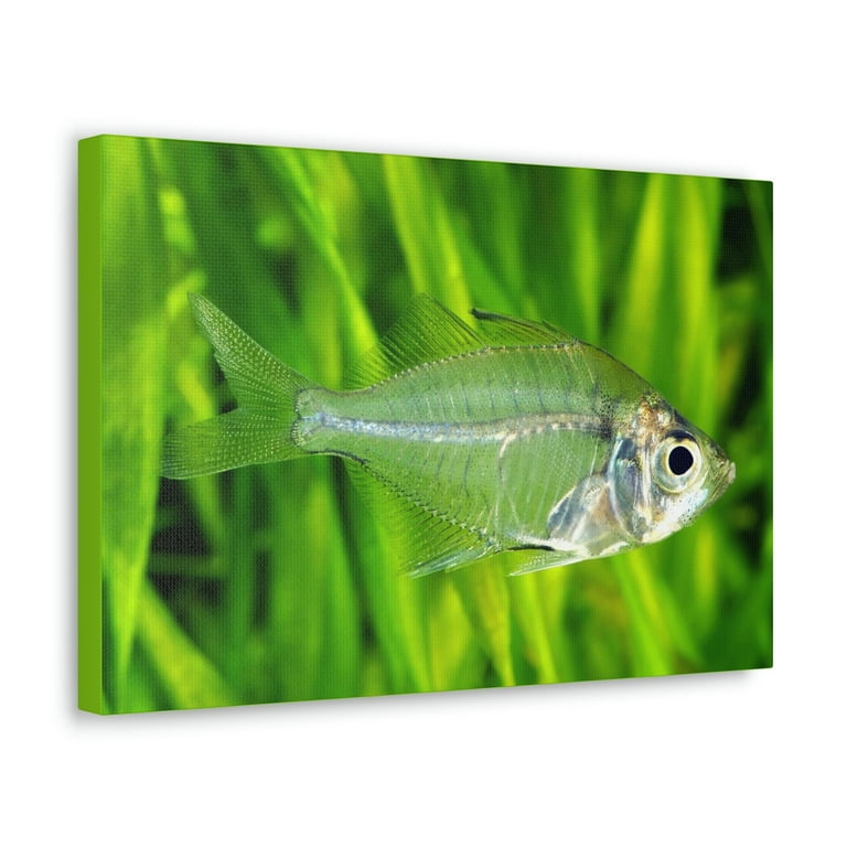 Indian Glass Fish
